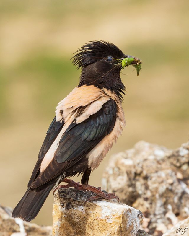 simonagrigorescufoto | Viata salbatica/Animale/Natura