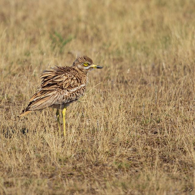 simonagrigorescufoto | Viata salbatica/Animale/Natura