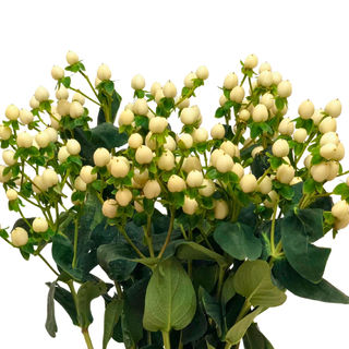 hypericum white flower