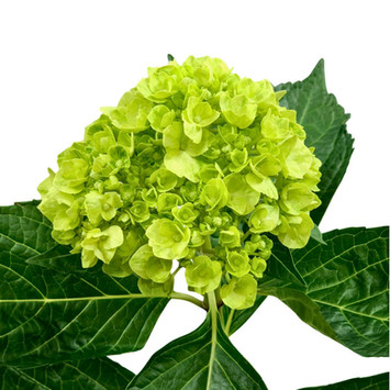 HYDRANGEA | Bella Blossom 2024