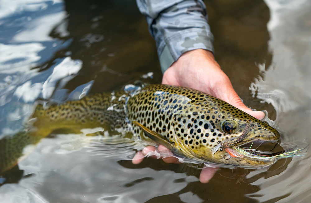 Brown Trout on Flash Monkey Fly | Photo Masters