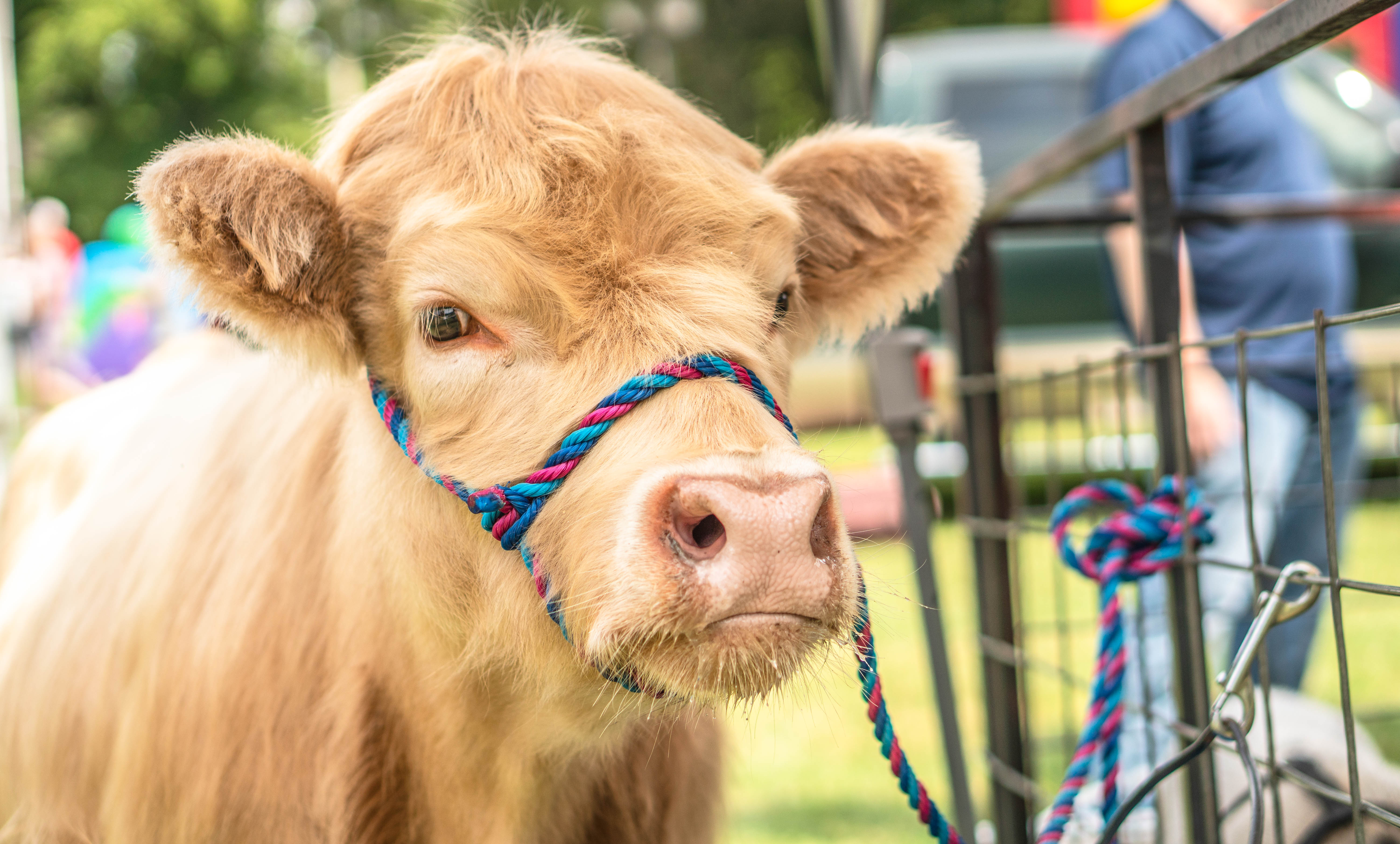 International Cowpea Festival & Cook-Off