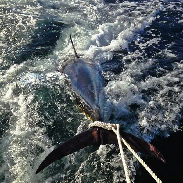 Blue Runner Sportfishing