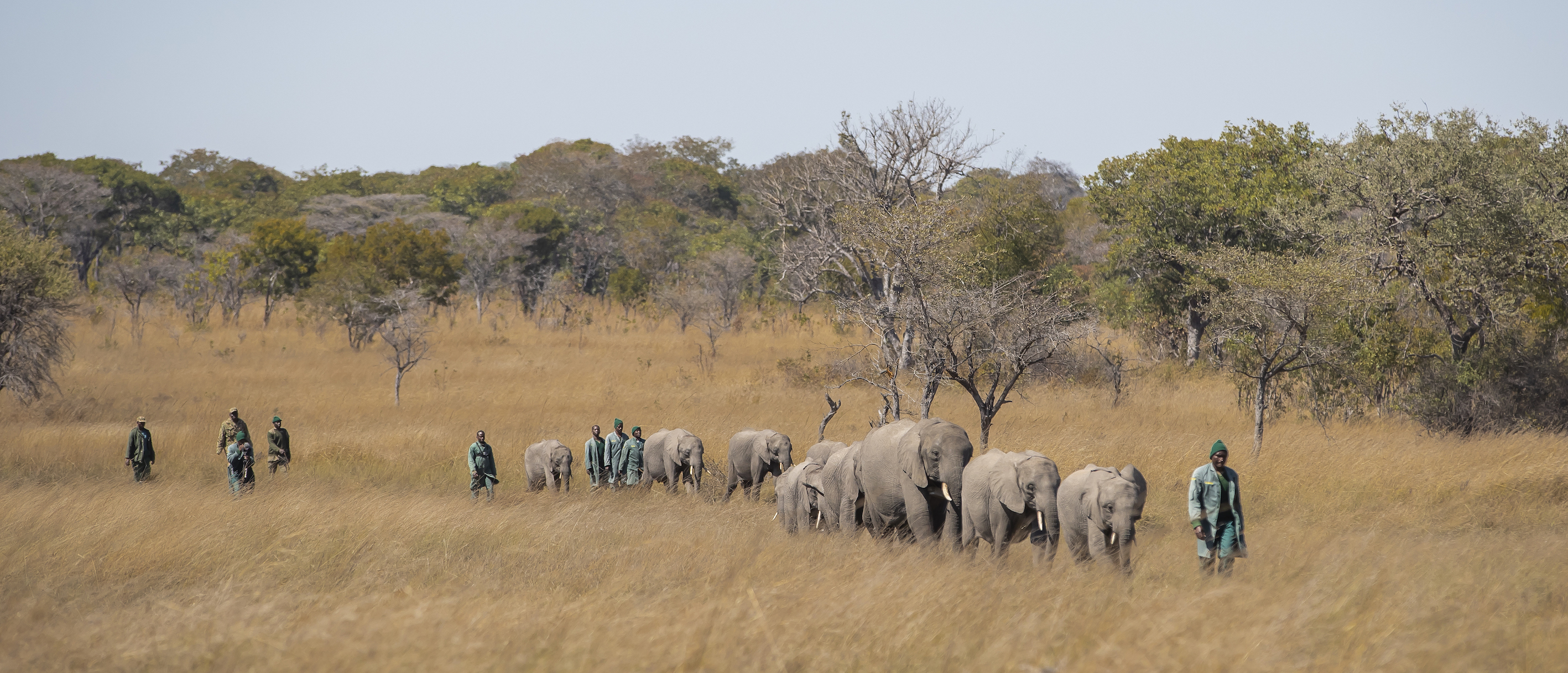 WILDLIFE RESCUE | Game Rangers International | Zambia