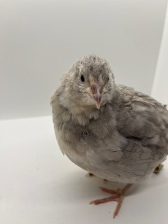 Assorted Coturnix Quail | Misfit Farms