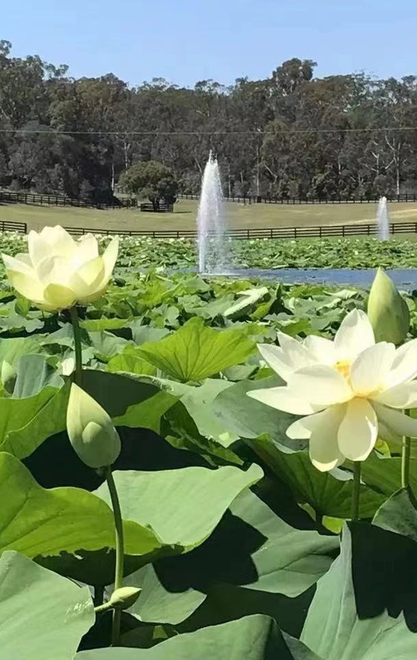 Sweven Estate | Luxury Accommodation | Cattai