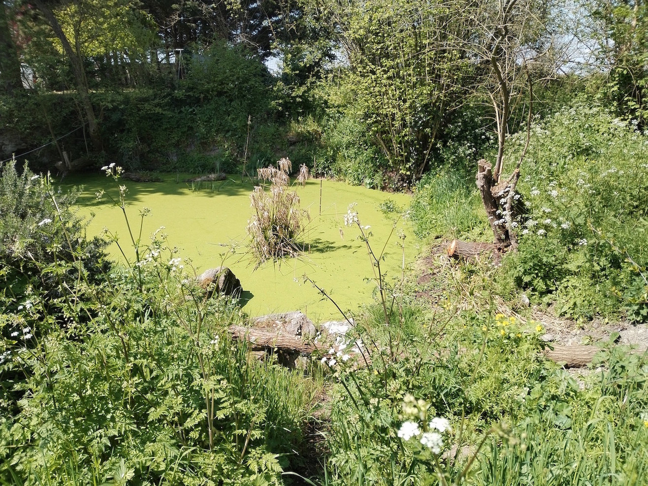Hortus Plant Paradiso