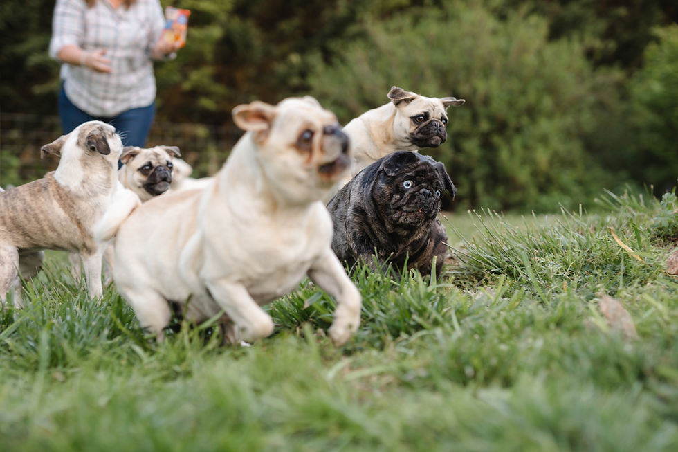 Pug Breeder | Southern Cuddle Pugs | United States