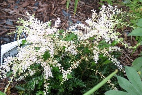 Astilbe "Sprite" | Stobert Gardens