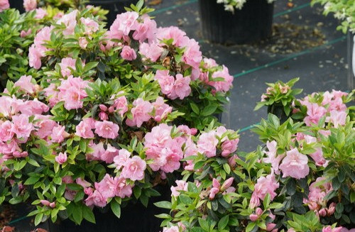 Perfecto Mundo Double Pink Azalea | Wading Manor Nursery