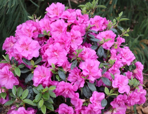 Perfecto Mundo Double Purple Azalea | Wading Manor Nursery
