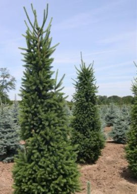 Columnar Norway Spruce | Wading Manor Nursery