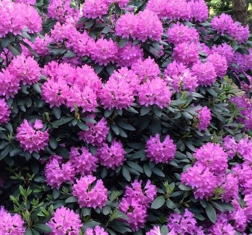 'Purpeum Elegan' Rhododendron | Wading Manor Nursery
