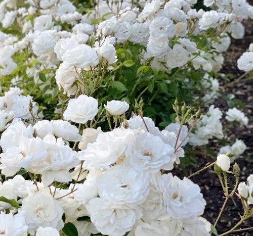 Iceberg White Knockout Rose | Wading Manor Nursery