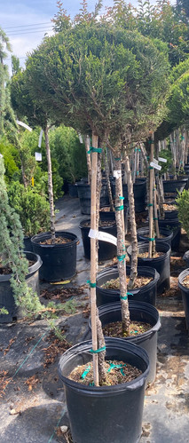 'Sea Green' Juniper Patio Tree | Wading Manor Nursery