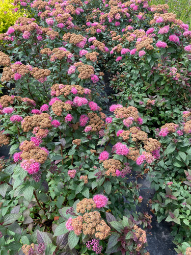 Ice Dragon Spirea | Wading Manor Nursery