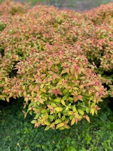 Gold Flame Spirea | Wading Manor Nursery