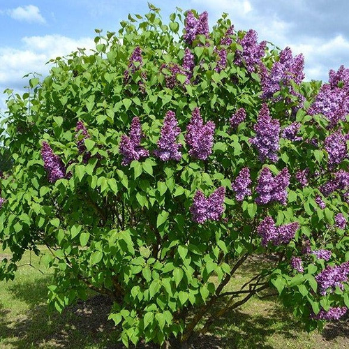 Common Lilac | Wading Manor Nursery