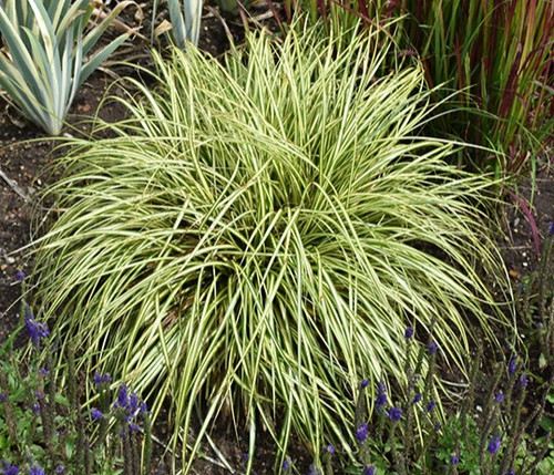 Evergold Grass | Wading Manor Nursery