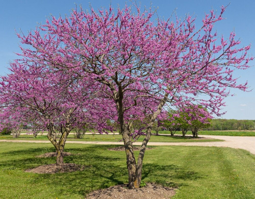 Eastern Redbud | Wading Manor Nursery
