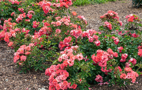 Coral Drift Rose | Wading Manor Nursery