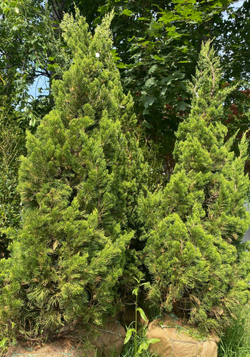 'Hollywood' Juniper | Wading Manor Nursery