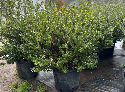 Ilex Crenata 'Compacta' | Wading Manor Nursery