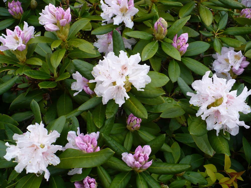 'Cunningham' Rhododendron | Wading Manor Nursery