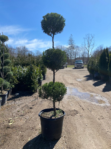 3 Ball ‘Hetz’ Juniper | Wading Manor Nursery