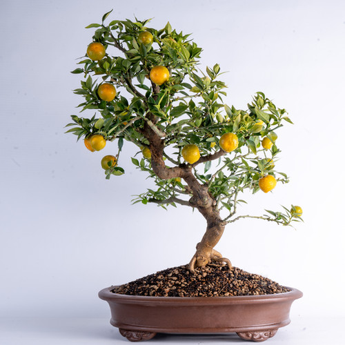 Citrus Myrtifolia Bonsai | Mă-Kè Bonsai PT