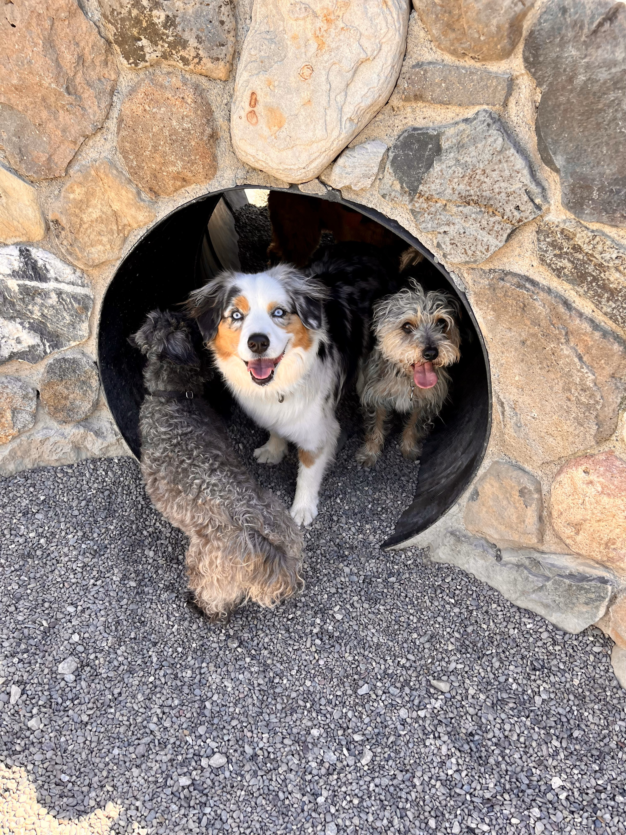 Maranda Ranch Kennels | Dog boarding | 3350 Westach Way, Sonoma, CA, USA