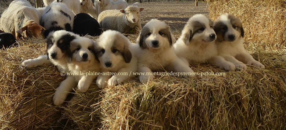 Chiots Patou disponible | Elevage de Patou