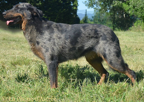 Standard du Beauceron | Elevage de Beauceron
