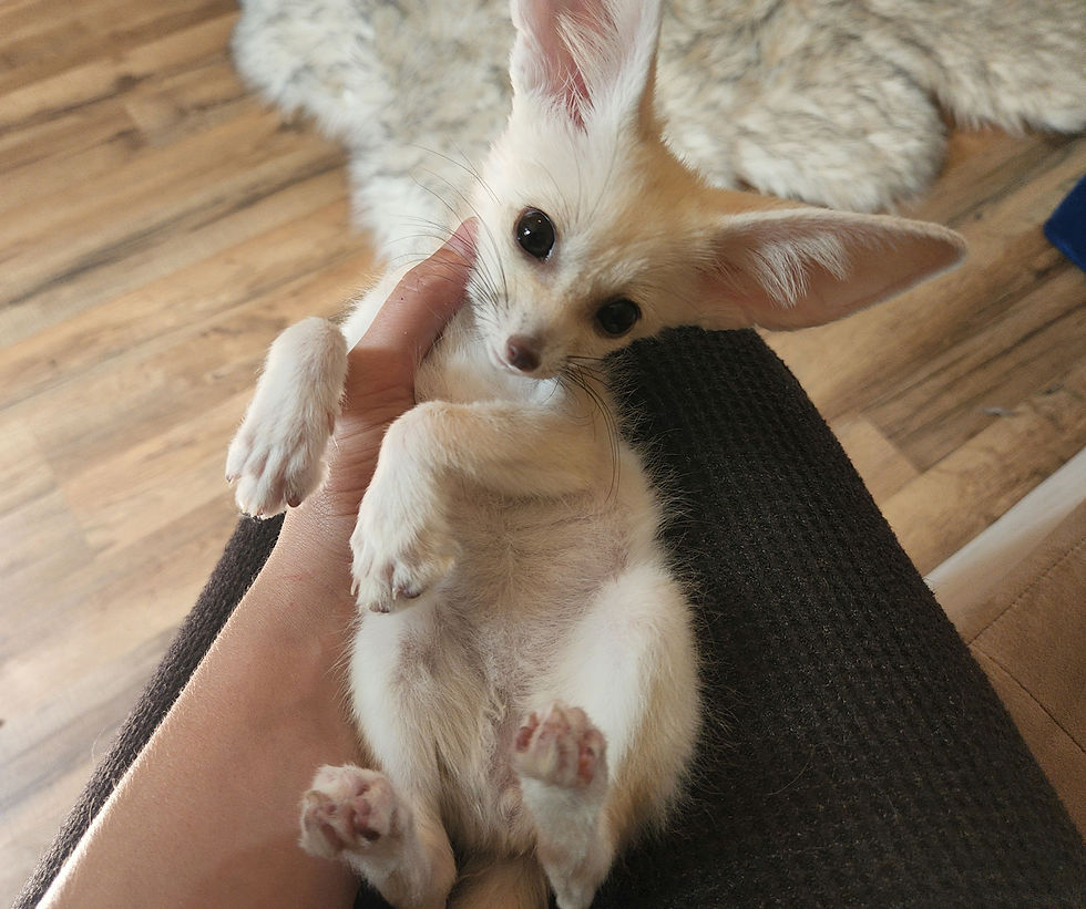 Fennec Fox For Sale | Janda Exotics Animal Ranch | United States