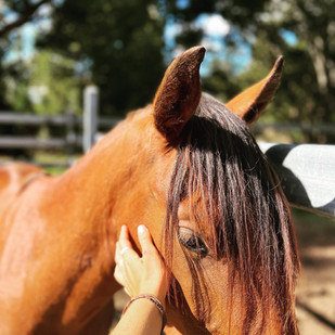Adopt a Brumby | The Brumby Project