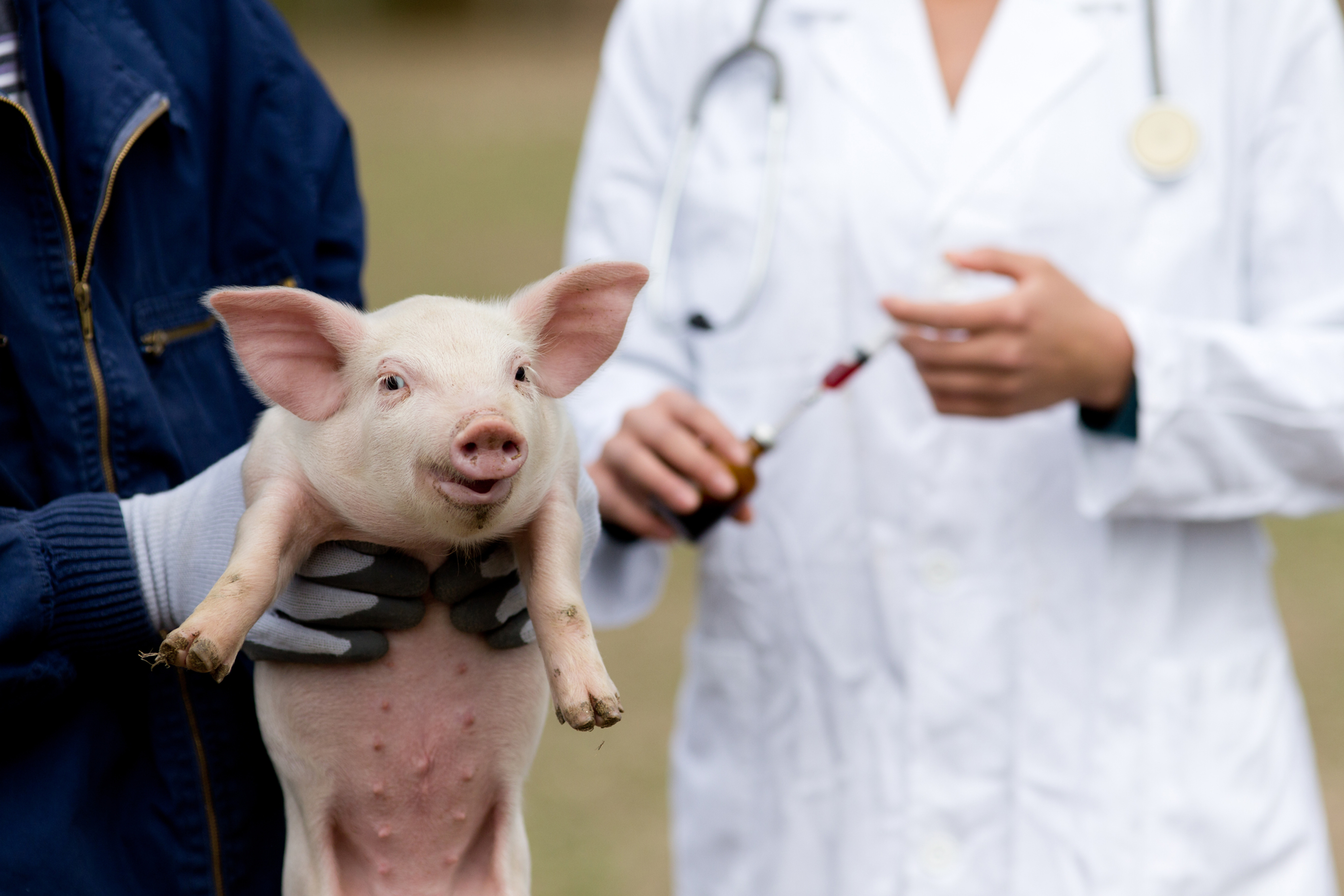 Animal Healthcare RT Trading Animal Healthcare RT Trading