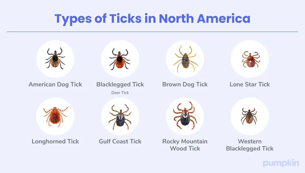 The Types of Ticks Dog Owners Need To Know | Pumpkin Pet Insurance