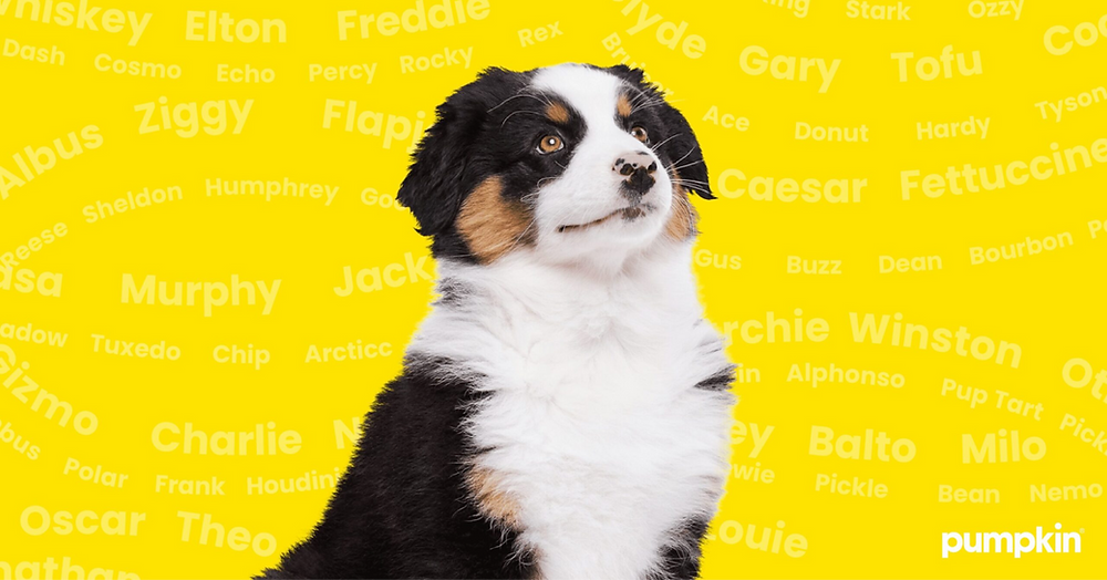 275+ Unique Boy Dog Names | Pumpkin Pet Insurance