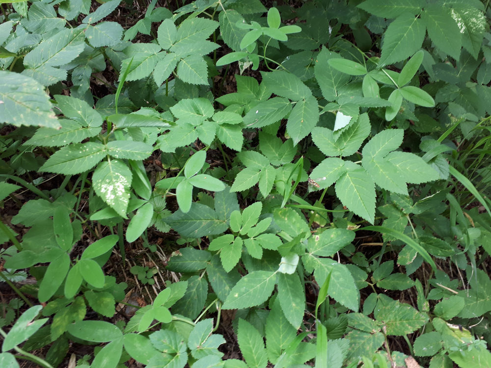 Giersch, Geißfuß - Aegopodium podagraria, Korbblütler
