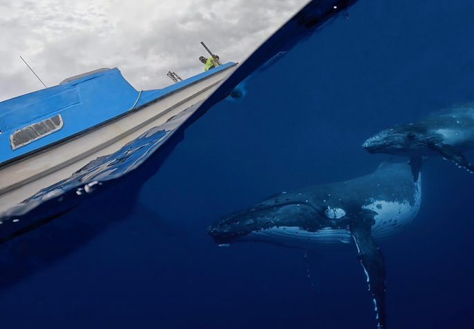 Kiko's Swim with Whales in Tonga