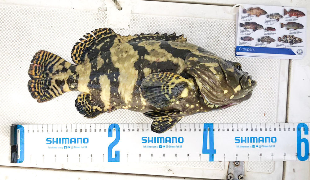 Invasion of the Hybrid Grouper