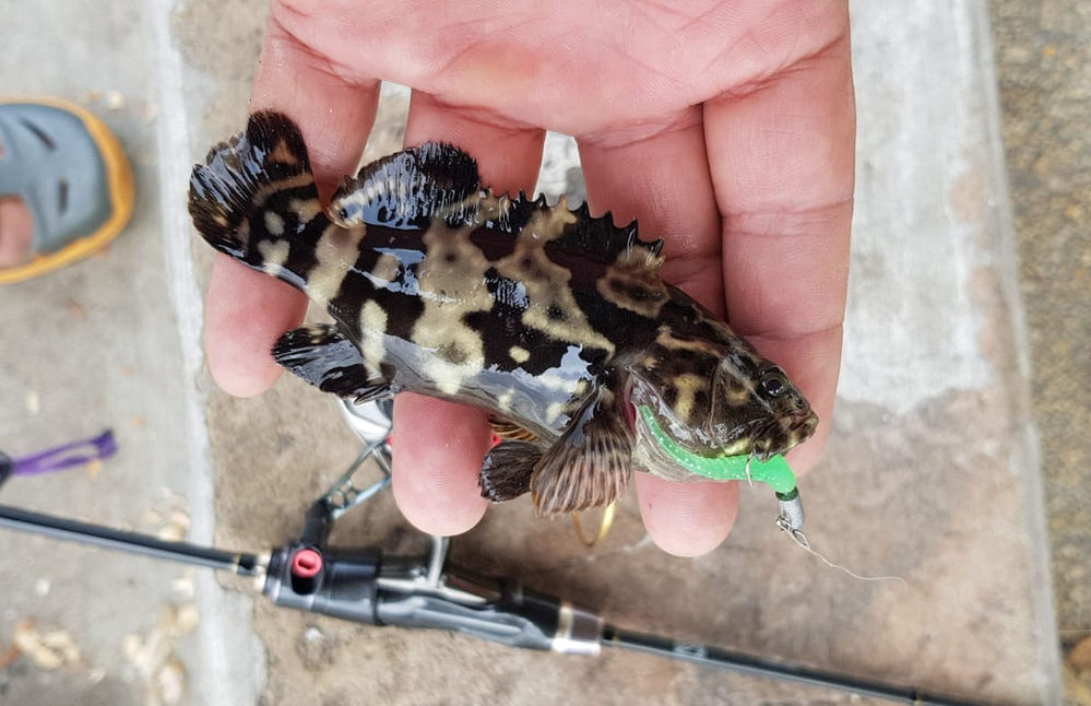 Invasion of the Hybrid Grouper