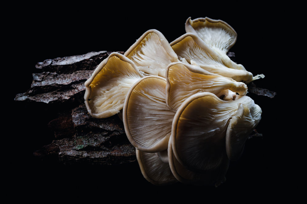 Grybų kastos egzistuoja: sužinokite, kurie iš miške surinkto grobio ...