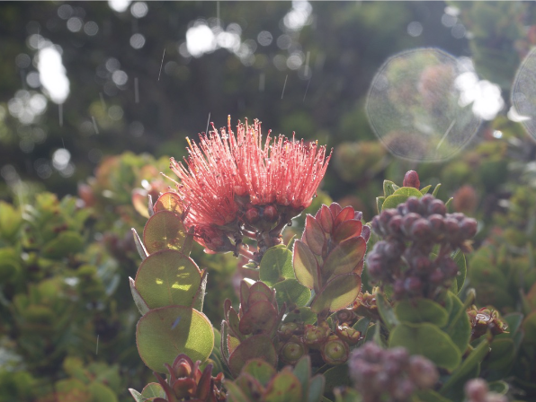 Native Plant Highlight: ‘Ōhi’a