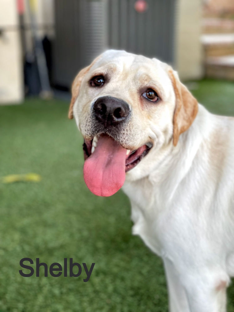 Shelby the English Yellow Lab