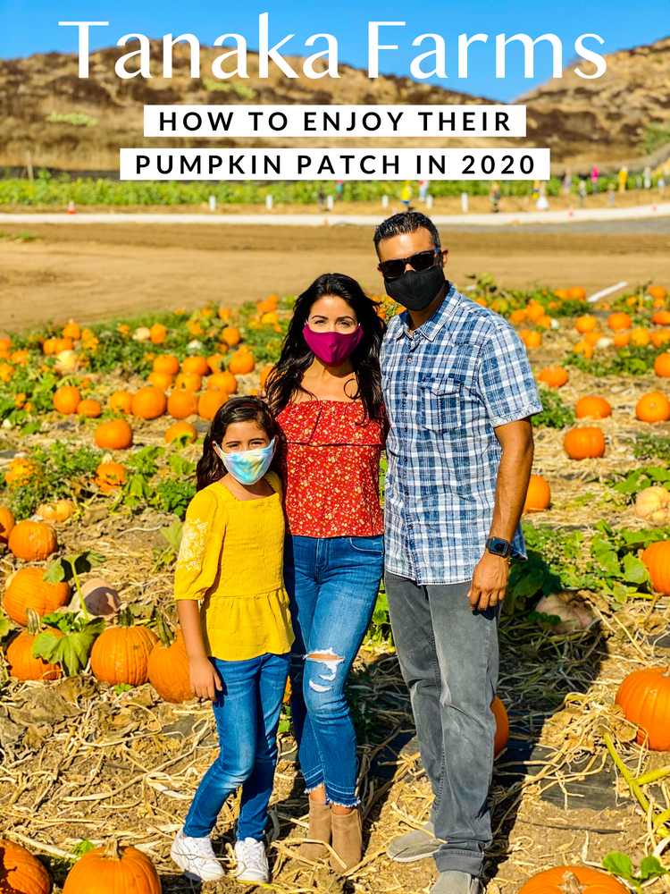 Tanaka Farms-How To Enjoy Their Pumpkin Patch In 2020