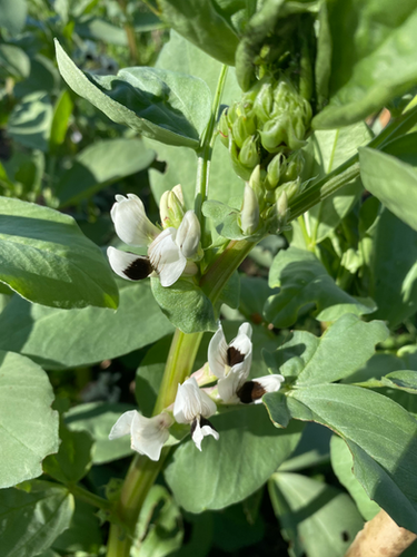 Broad Bean 'Martock' | ThePackingShedTamar