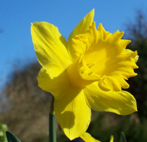 Cornish Gold (10 bulbs pack) | ThePackingShedTamar