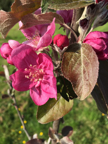 Pendragon - Apple Scion | ThePackingShedTamar