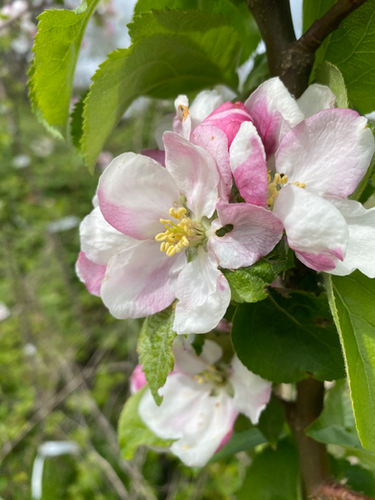 Cornish Queen - Apple Scion | ThePackingShedTamar